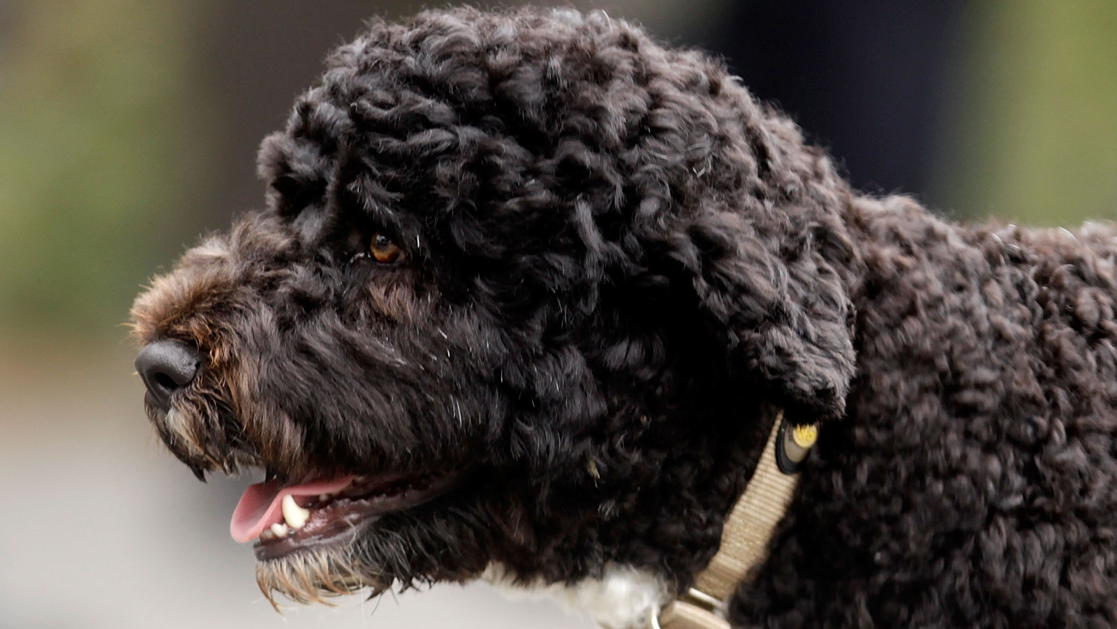 Michelle Obama Announces Family Dog Bo's Death With Heartfelt Tribute
